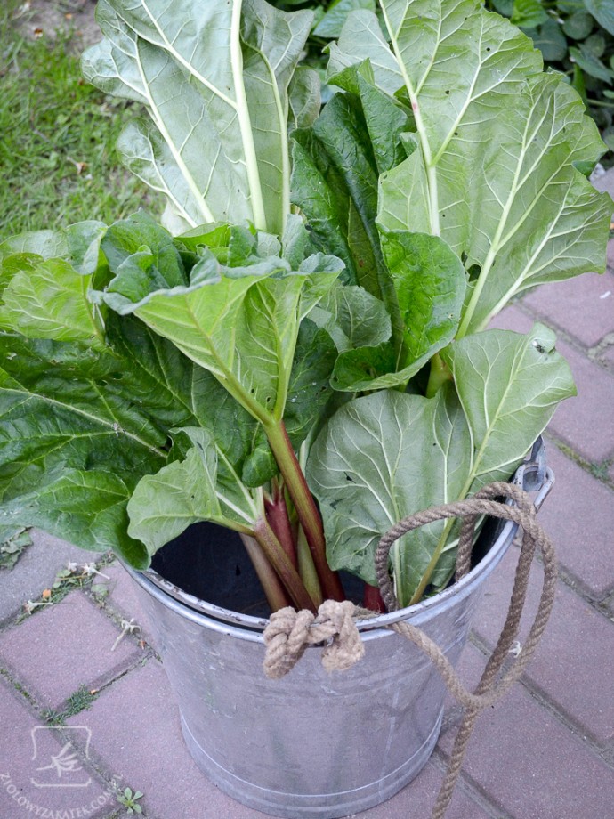 Rabarbar – rzewień. Kilka słów w temacie: - Klaudyna Hebda Blog