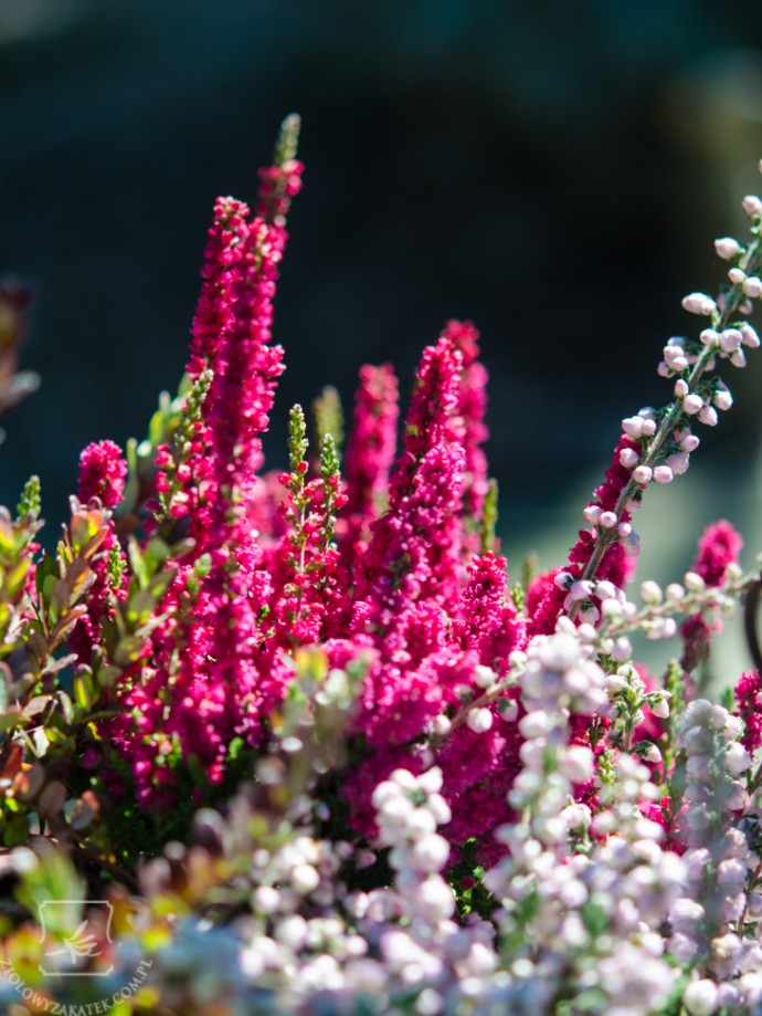 Wrzosy - uprawa wrzosów. Wszystko co trzeba wiedzieć! - Klaudyna Hebda Blog